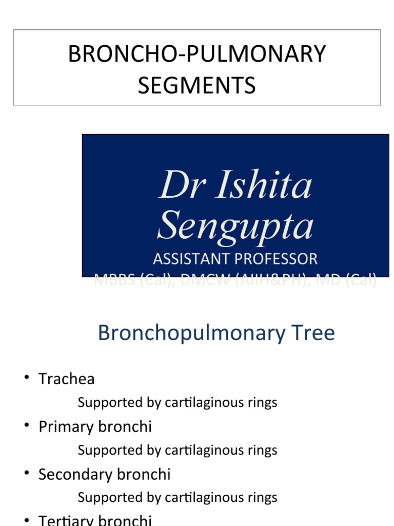 Broncho-Pulmonary Segments | PDF | Lung | Respiratory Tract