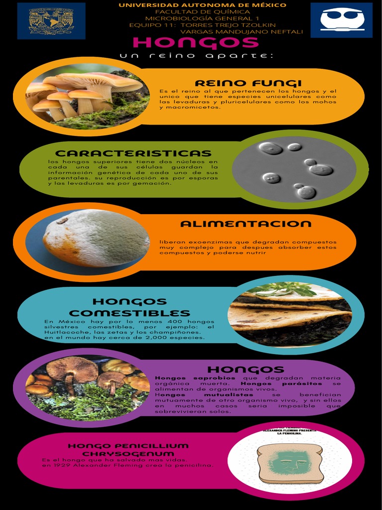 Infografía Hongos | PDF
