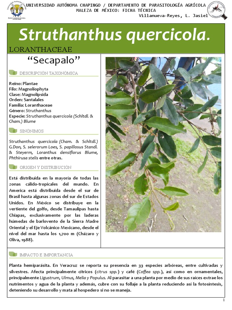 Phthirusa Stelis Ficha | PDF | Semilla | Fruta