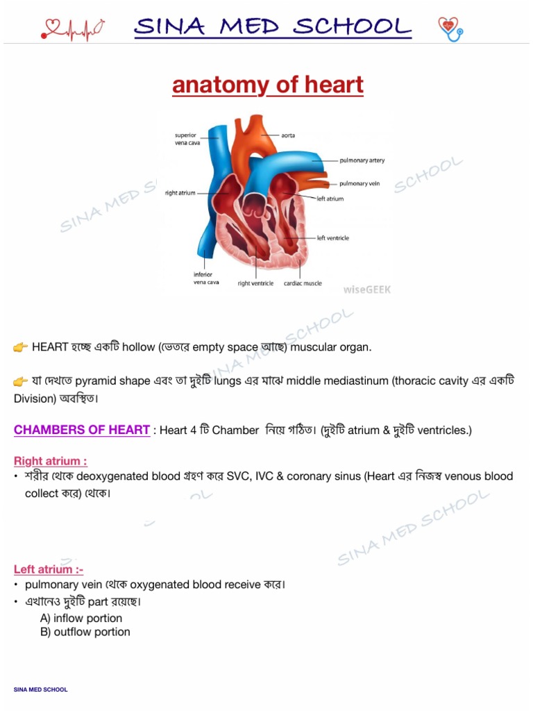 Anatomy of Heart | PDF | Atrium (Heart) | Heart