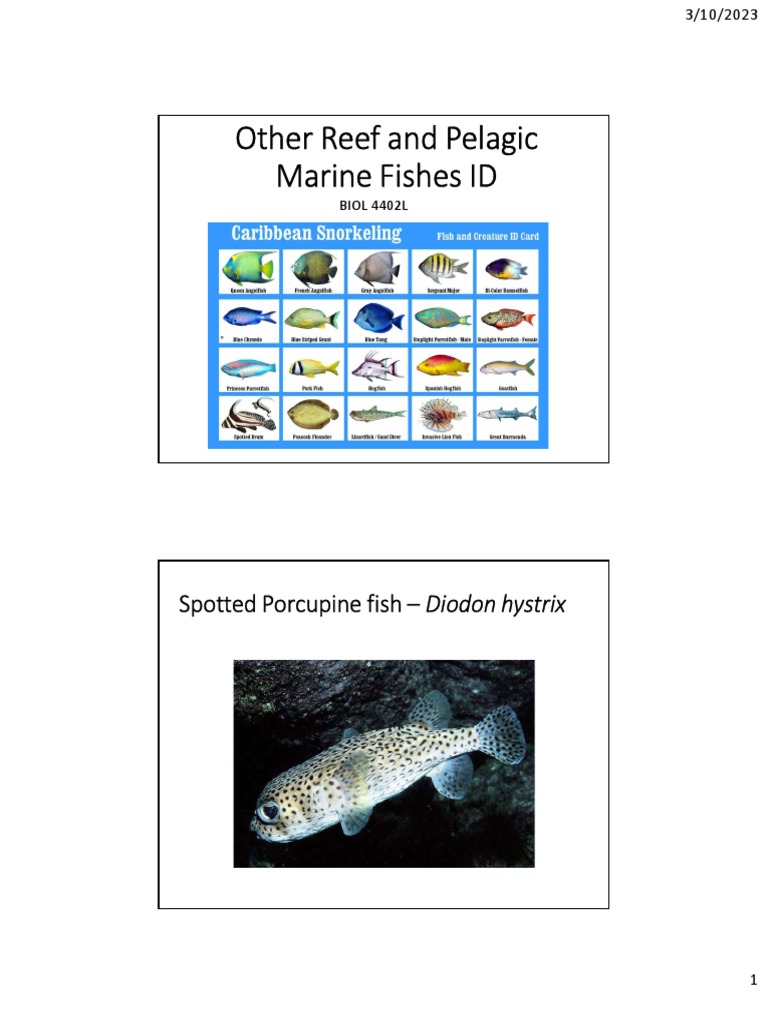 Fish ID - Part II Other Reef and Pelagic Fishes | PDF | Fish And Humans ...