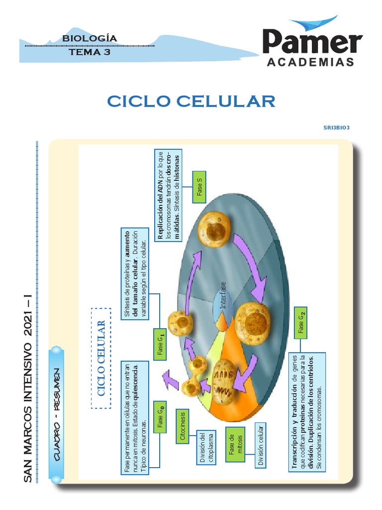 Bio 3 (Ciclo Celular, Mitosis y Meiosis) | PDF | Mitosis | Mitosis