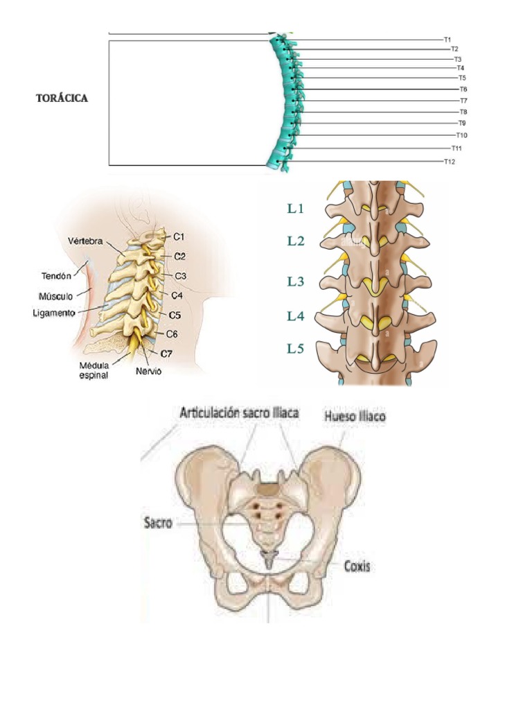 Anatomia Cervical | PDF