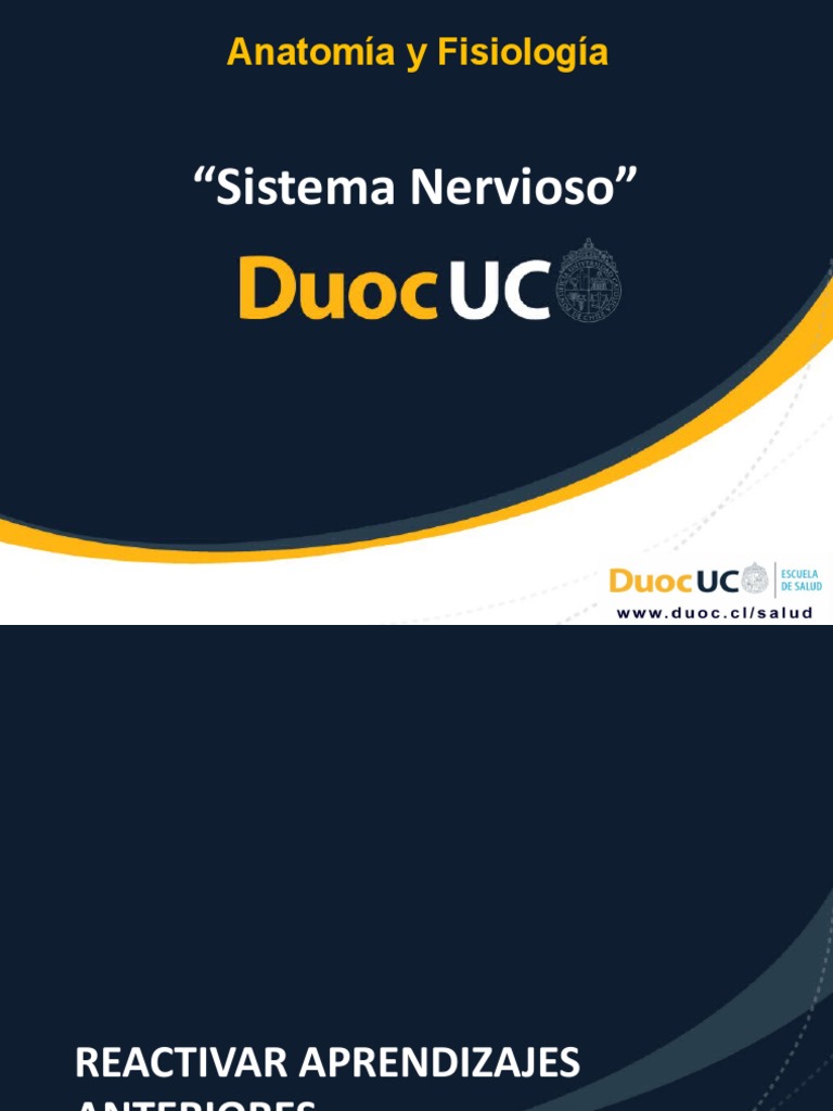 2.1.3 PPT Sistema Nervioso-2 | PDF | Neurona | Sistema nervioso 2.1.3 PPT Sistema Nervioso-2 | PDF | Neurona | Sistema nervioso