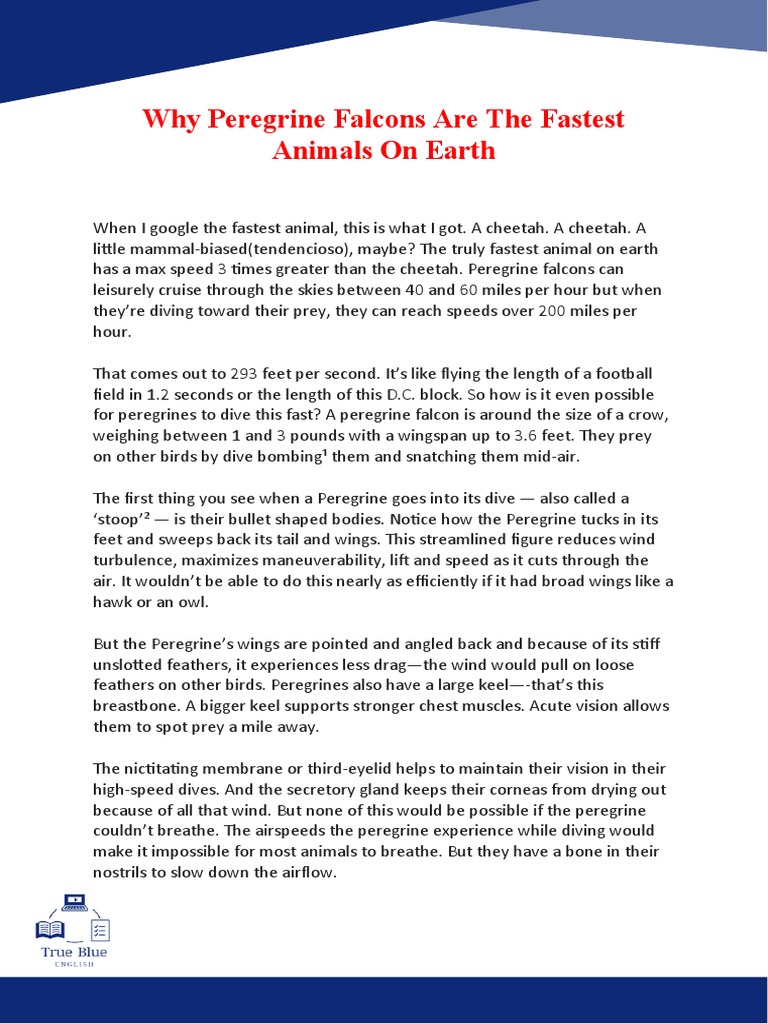 (MOD 1) LESSON 2 - READING ACT (Peregrine Falcons) | PDF | Ornithology ...