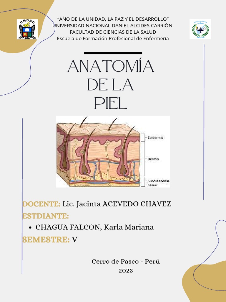 Anatomía de La Piel | PDF | Piel | Epidermis