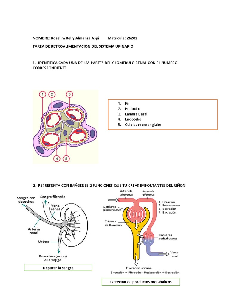 Tarea de Retroalimentacion Del Sistema Urinario | PDF