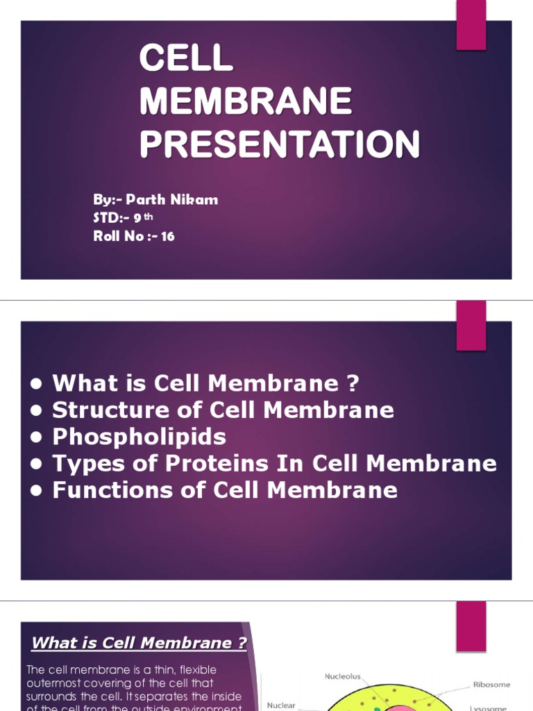 Cell Membrane Presentation | PDF