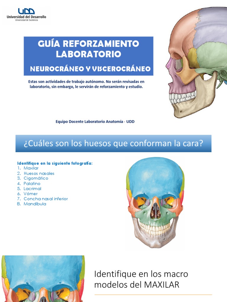 Guia Reforzamiento Neurocráneo y Viscerocráneo | PDF | Cabeza y cuello ...