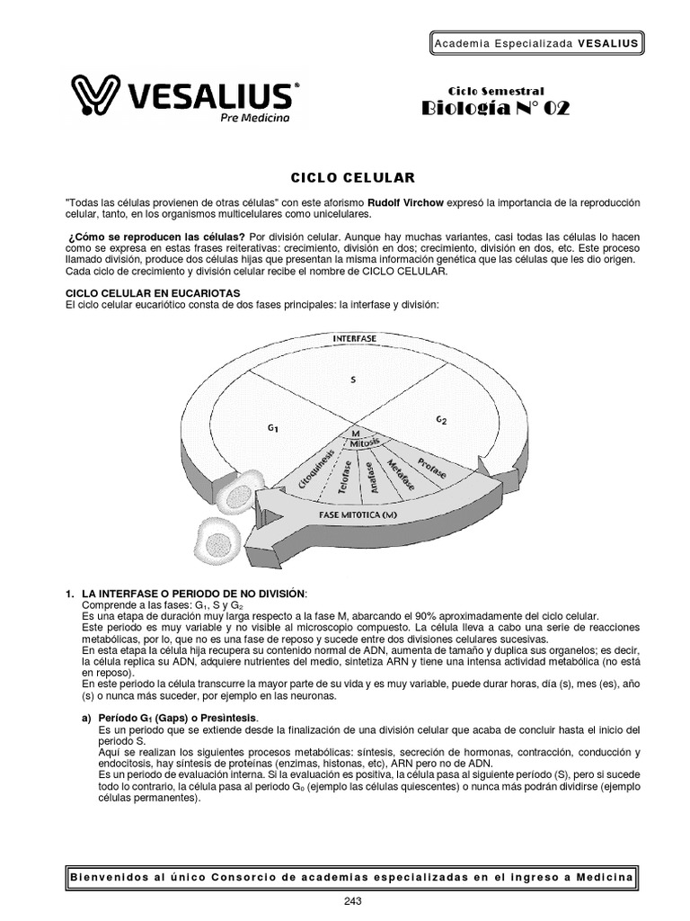 Esquema del Ciclo Celular Eucariota | PDF | Mitosis | Mitosis