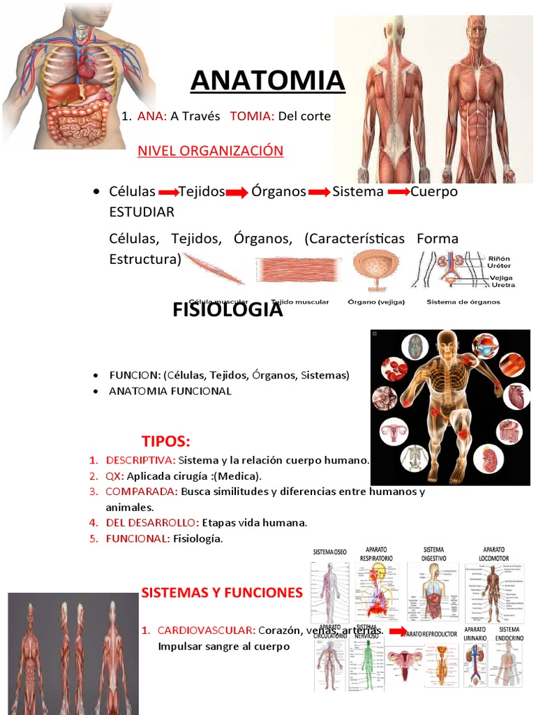 Anatomía y Funciones Corporales | PDF