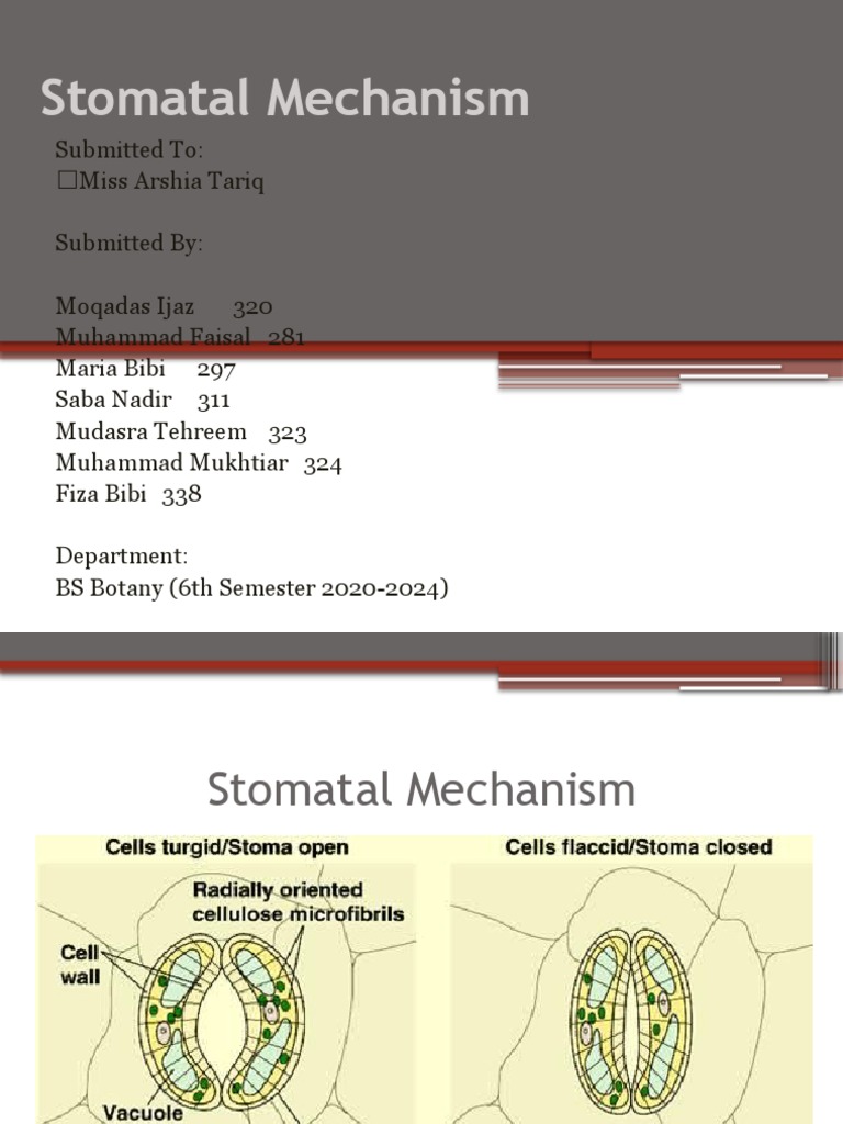 Mechanism of Stomatal Regulation PPT MM | PDF | Stoma | Humidity