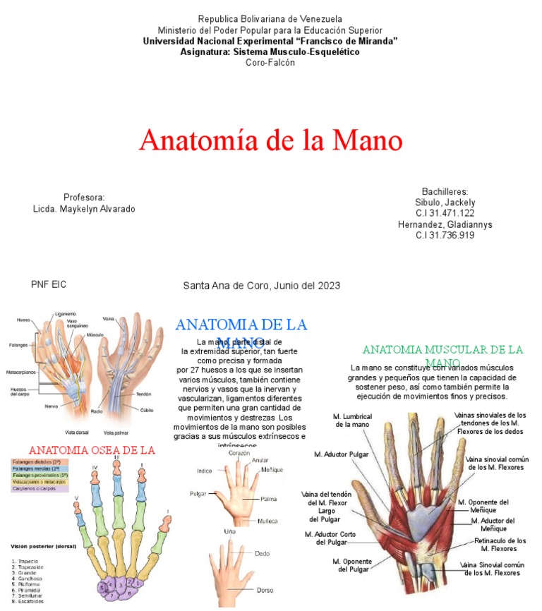 La Mano | PDF | Mano | Anatomía humana
