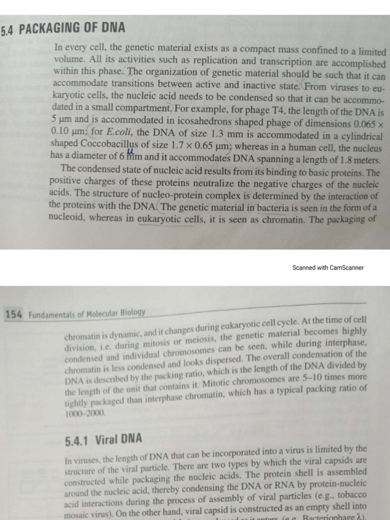 Structure Of Chromatin Packaging Of Dna Euchromatin And Hetero