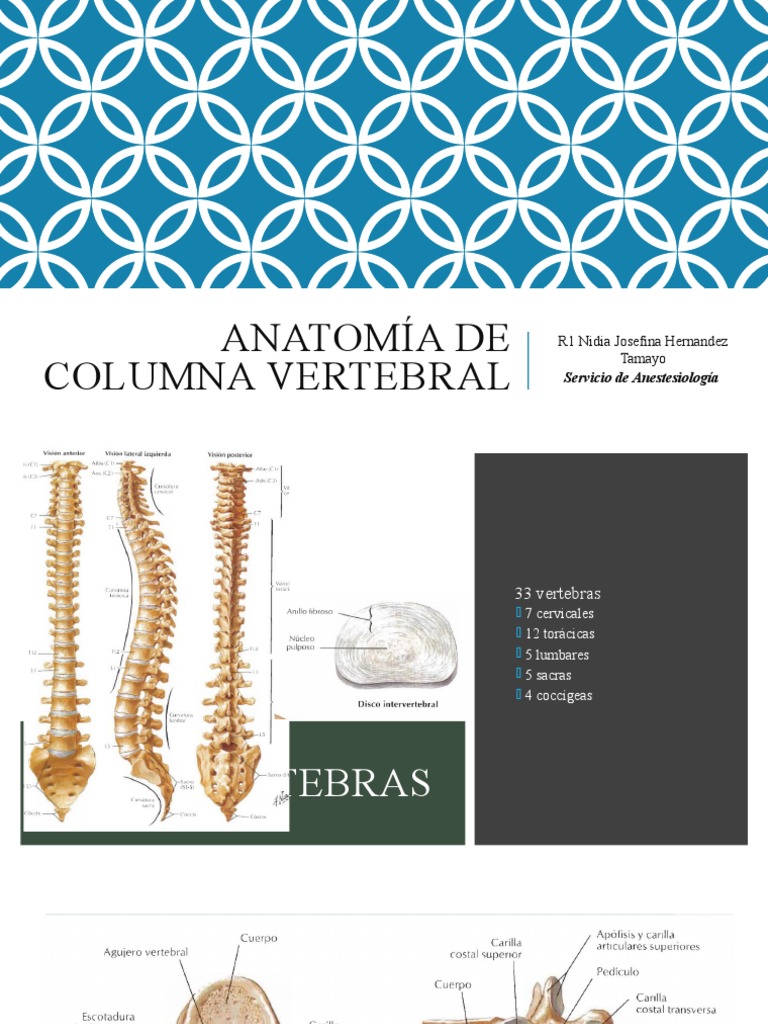 Anatomía de Columna Vertebral | PDF | Vértebra | Fluido cerebroespinal