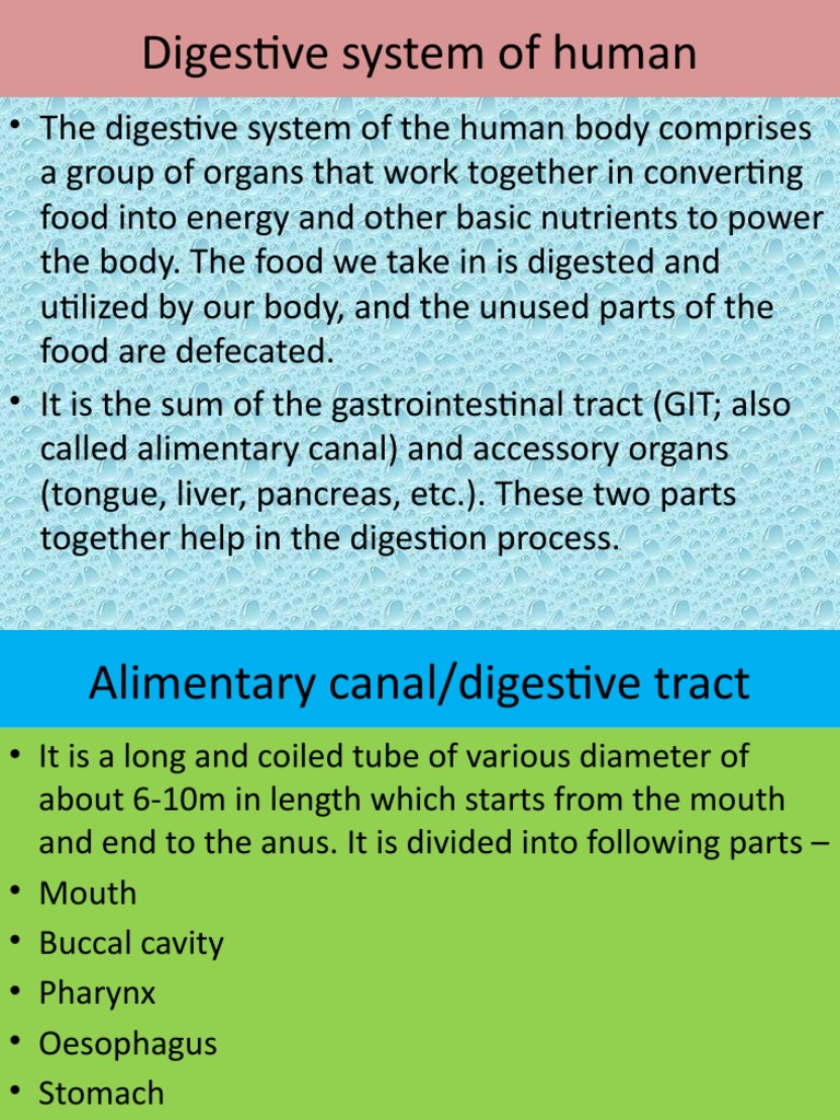 Overview of Human Digestive System | PDF | Digestion | Stomach