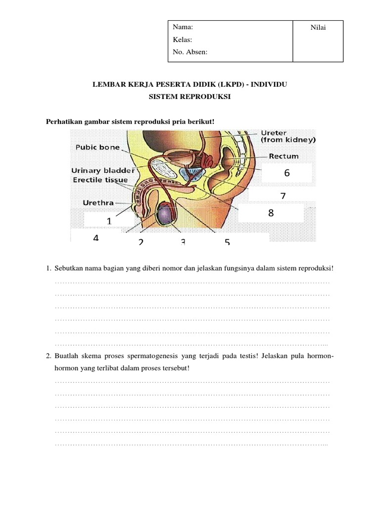 LKPD Sistem Reproduksi Manusia | PDF