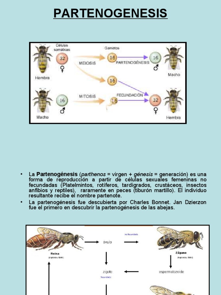 PARTENOGENESIS 2020 xx | PDF | Biología | Procesos biologicos