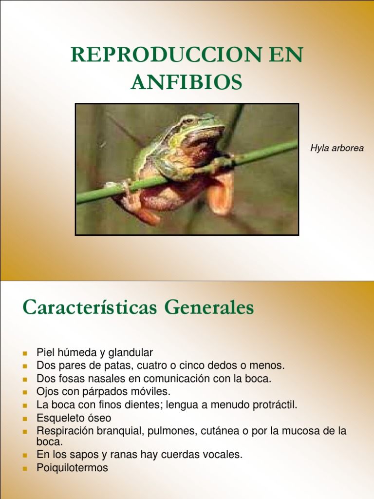 Reproducción Anfibios 2020 | PDF | Anfibio | Rana