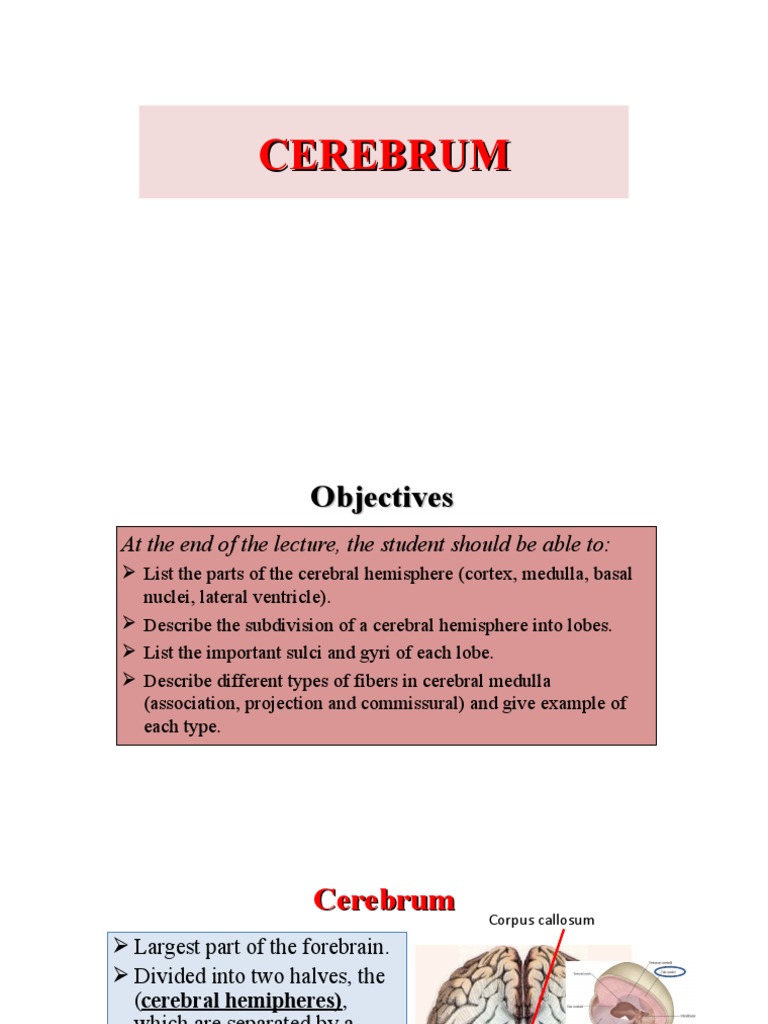 l15 Cerebrum | PDF | Cerebral Cortex | Cerebral Hemisphere