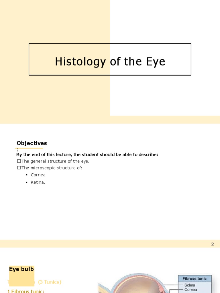 Eye Histology Overview | PDF | Cornea | Neuron