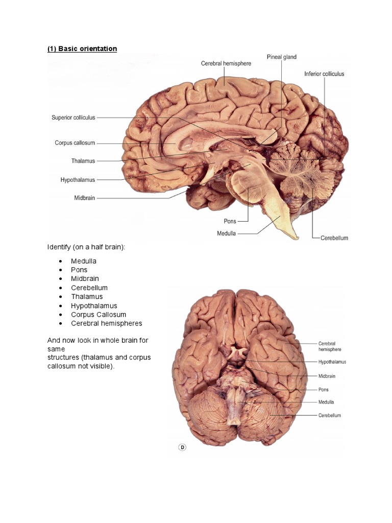 Worksheet 1 | PDF | Frontal Lobe | Cerebral Cortex