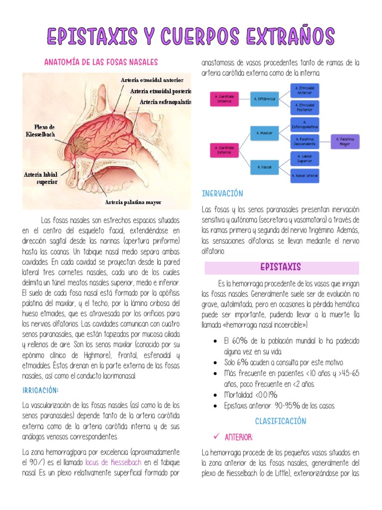 Fosas Nasales y Epistaxis | PDF | Anatomía humana | Cara