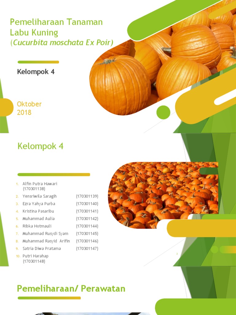 Panduan Pemeliharaan Labu Kuning | PDF | Griya & Taman