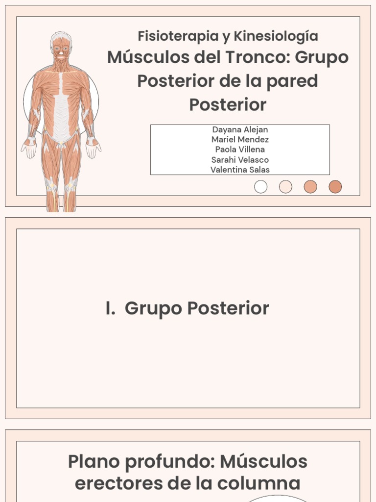 Músculos Del Tronco - Grupo Posterior | PDF | La columna vertebral ...