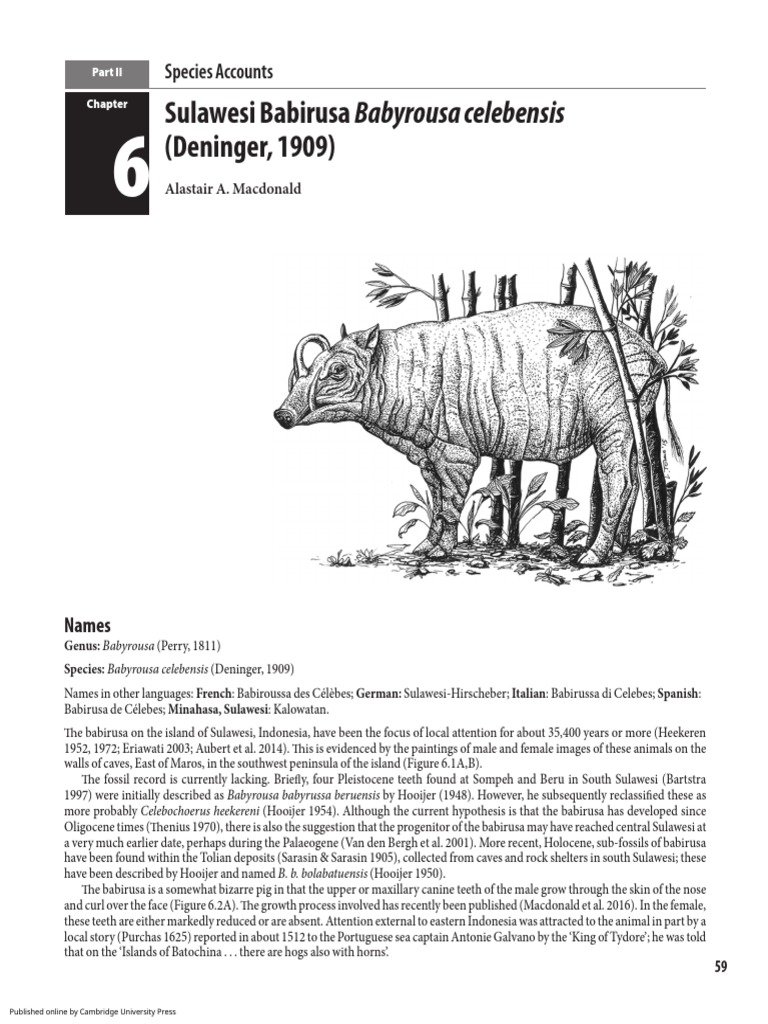 Sulawesi Babirusa Overview and Habitat | PDF | Stomach | Reproductive System