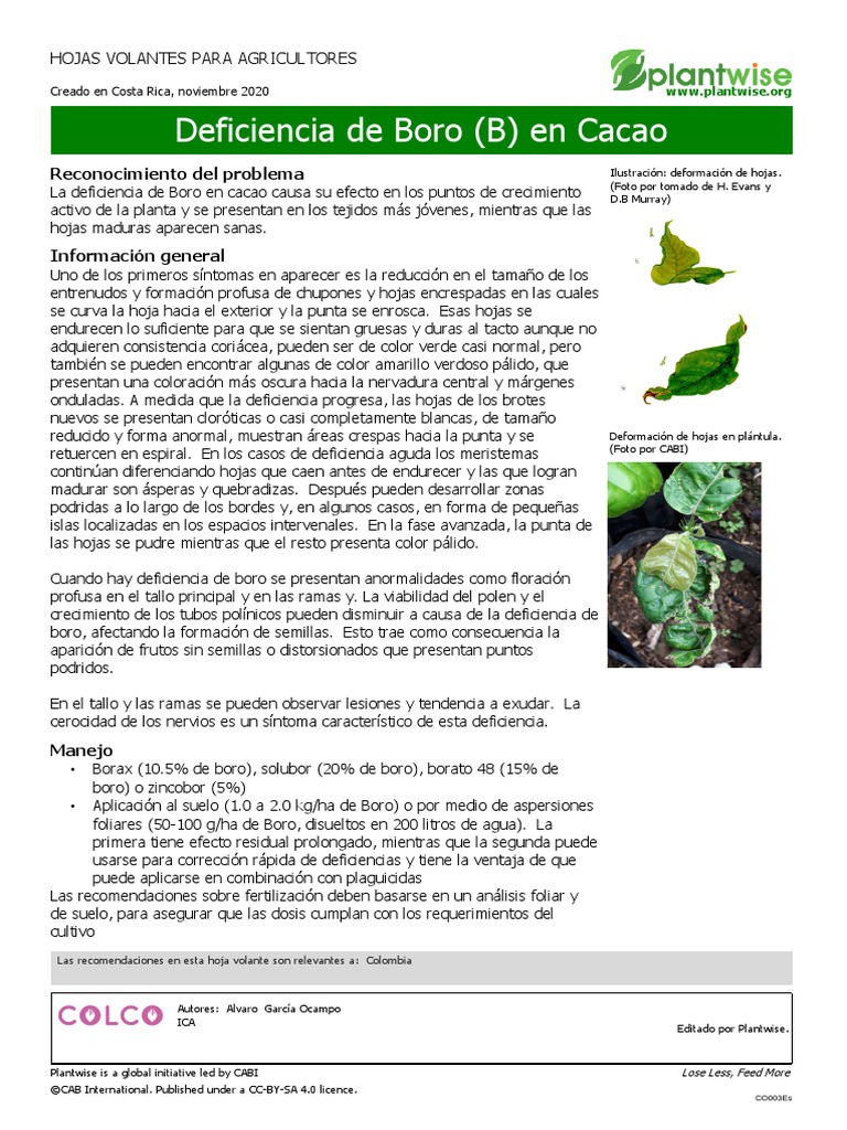 Boro Cacao | PDF | Hoja | Tallo de la planta