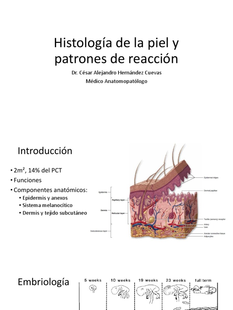 Histología de La Piel | PDF | Epidermis | Piel