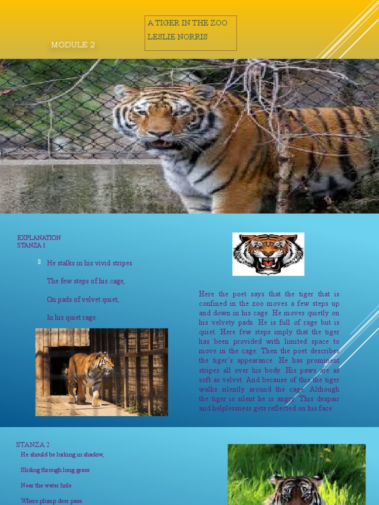 X Eng1 l02b m02 A Tiger in The Zoo | PDF | Tiger