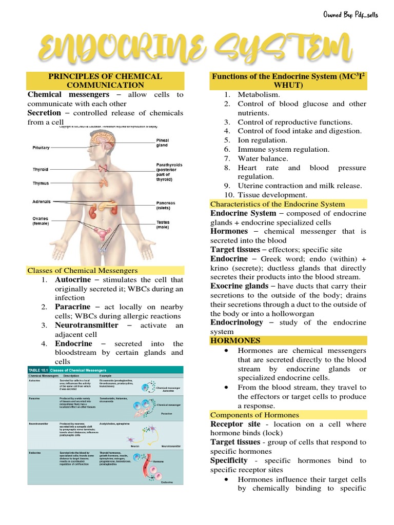 Endocrine System | PDF | Hormone | Endocrine System