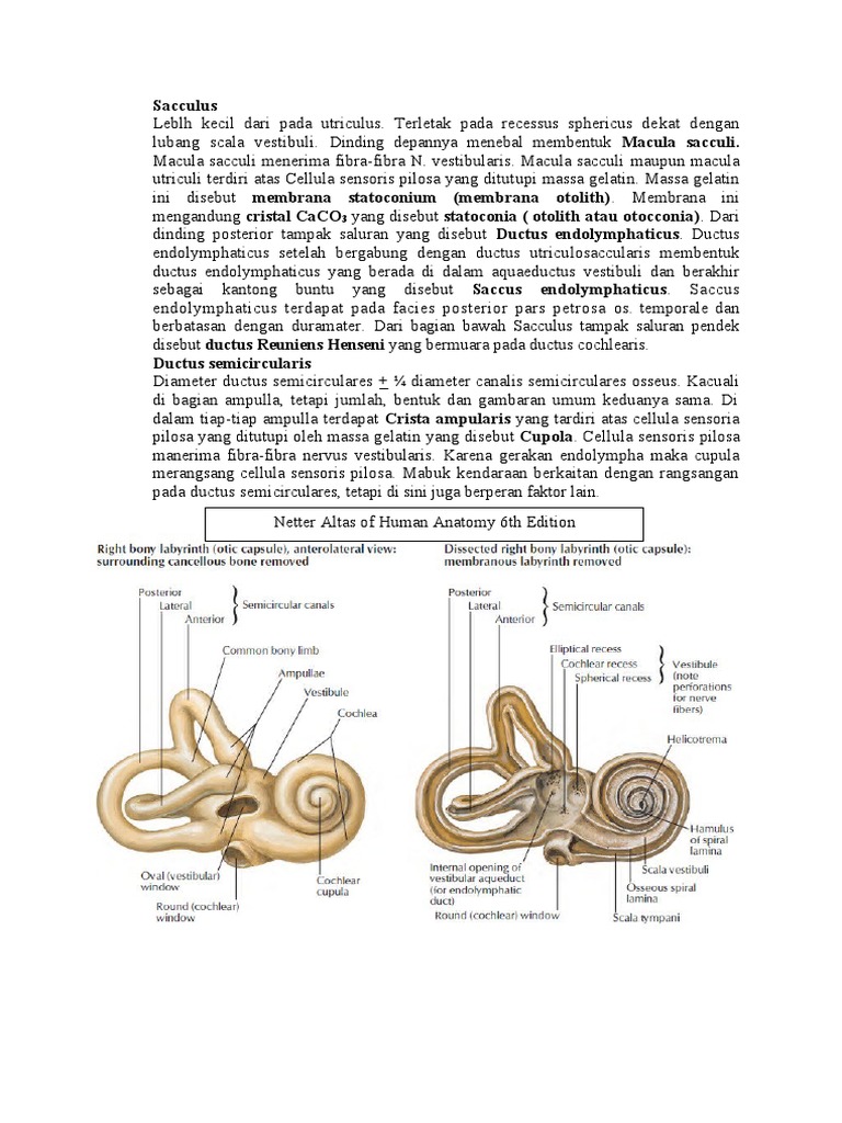Sacculus | PDF