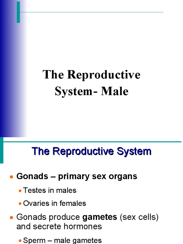 BIO 282 Male Reproductive System | PDF | Reproductive System | Testicle