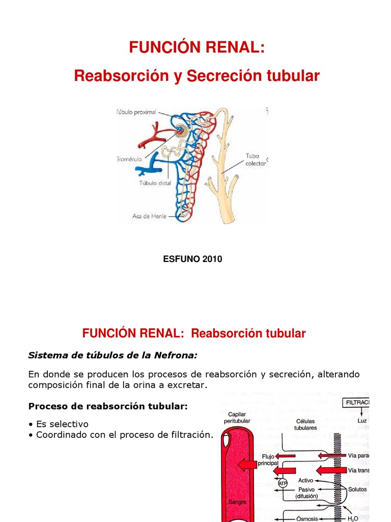 4 Función Renal-Reabsorción y secreción tubular | Riñón | Bioquímica