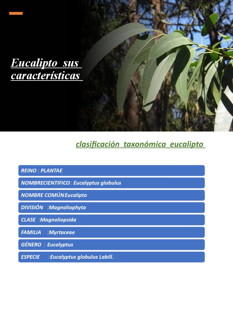 Eucalipto | PDF | Eucalipto | Fibras