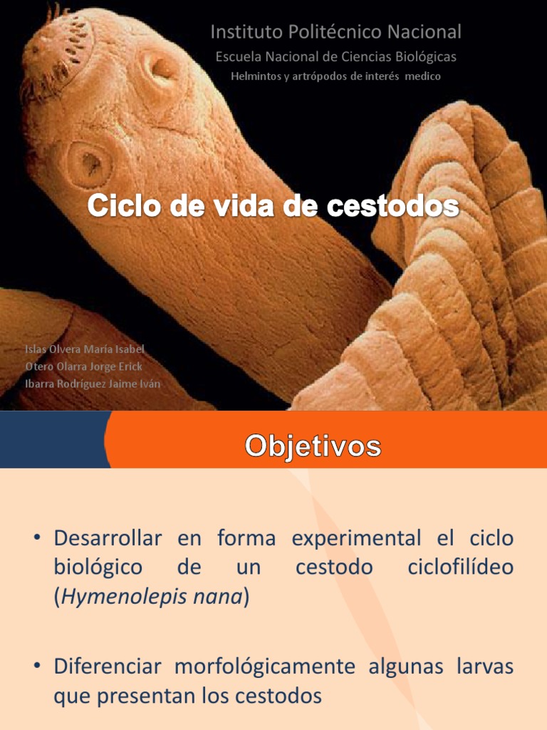 Ciclo de Vida de Cestodos | PDF | Especialidades Medicas