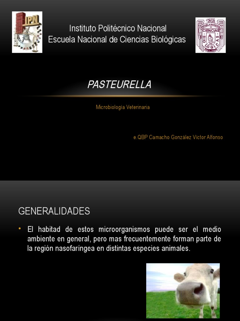 Pasteurella: Patología y Diagnóstico en Ganado | PDF | Neumonía ...