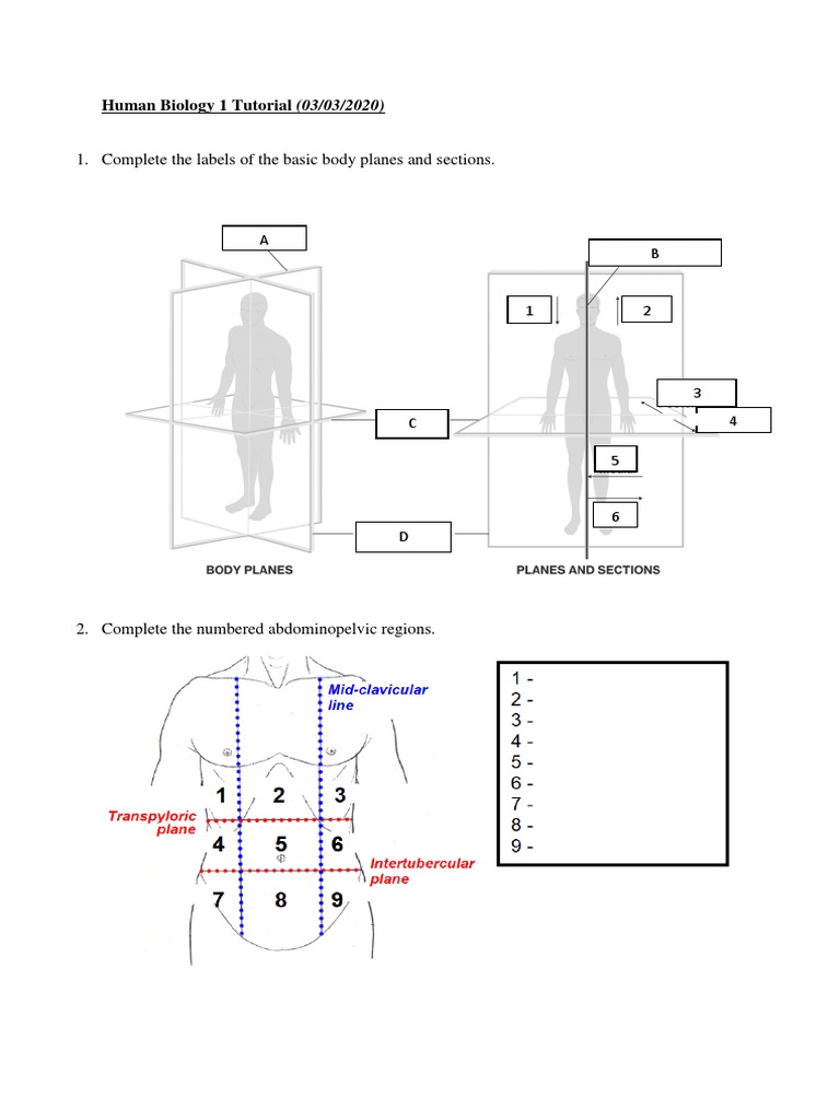 Human Biology 1 Tutorial | PDF