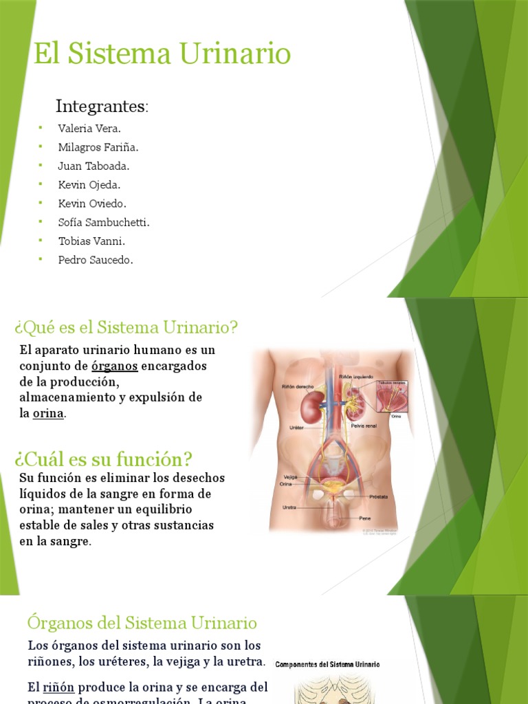 El Sistema Urinario | PDF | Sistema urinario | Riñón