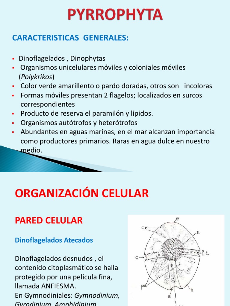Pyrrophyta 2023 | PDF | Biología | Organismos