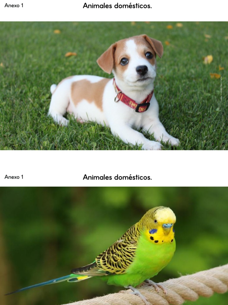 Actividades sobre mascotas en prepa 7 | PDF | Aprendizaje | Domesticación