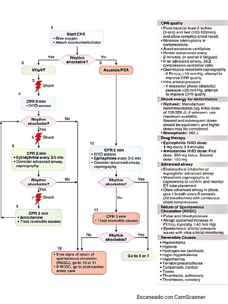 Algoritmos reanimación RCCP | PDF