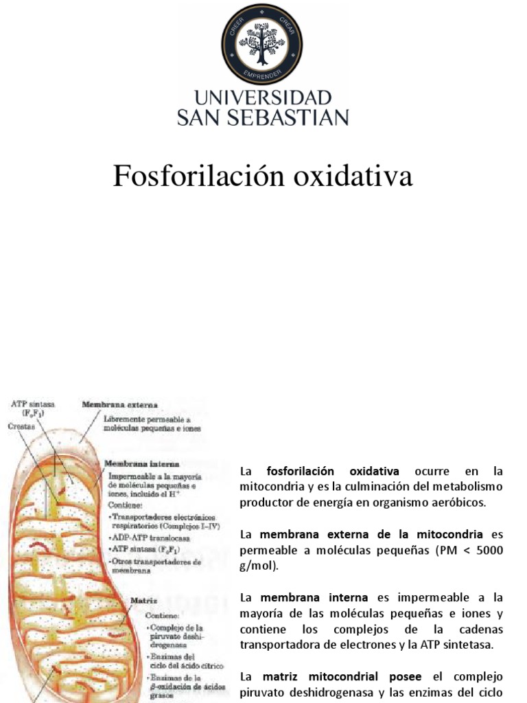 Fosforilación Oxidativa | PDF | Trifosfato de adenosina | Cadena de transporte de electrones