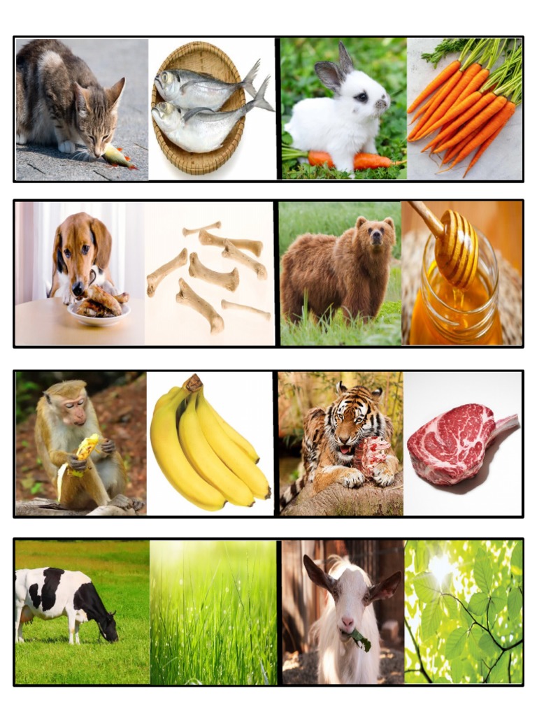 Animal and Its Food | PDF