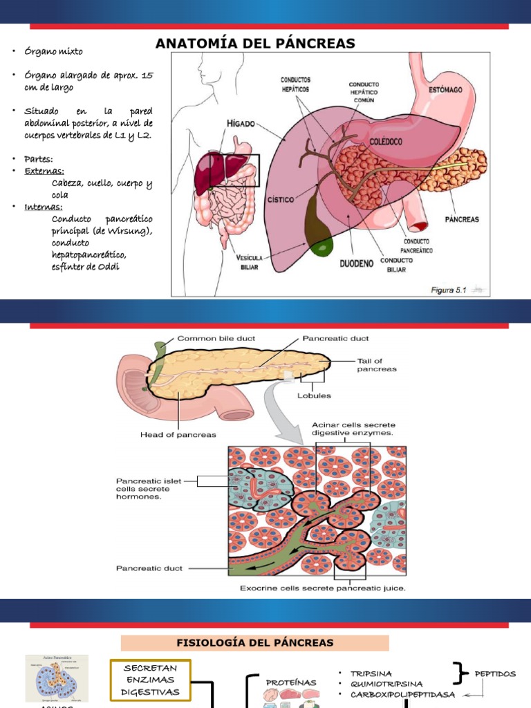 FISIOPATOLOGÍA DE LA PANCREATITIS AGUDA | PDF | Páncreas | Medicina