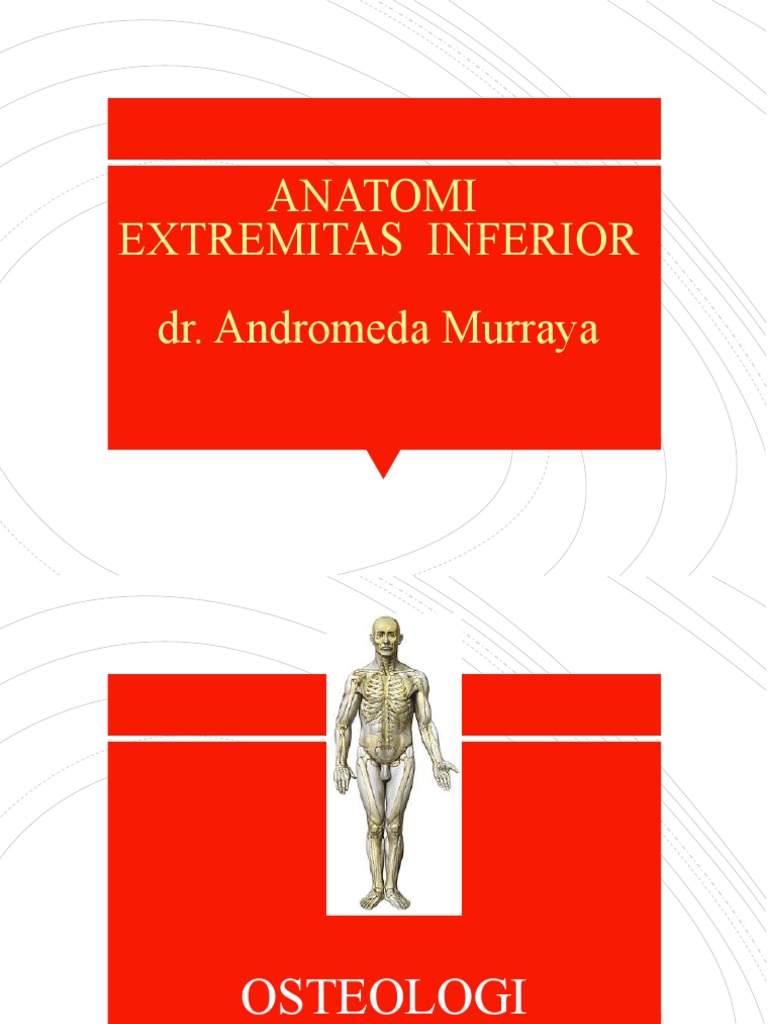 Extremitas Inferior | PDF | Human Leg | Lower Limb Anatomy