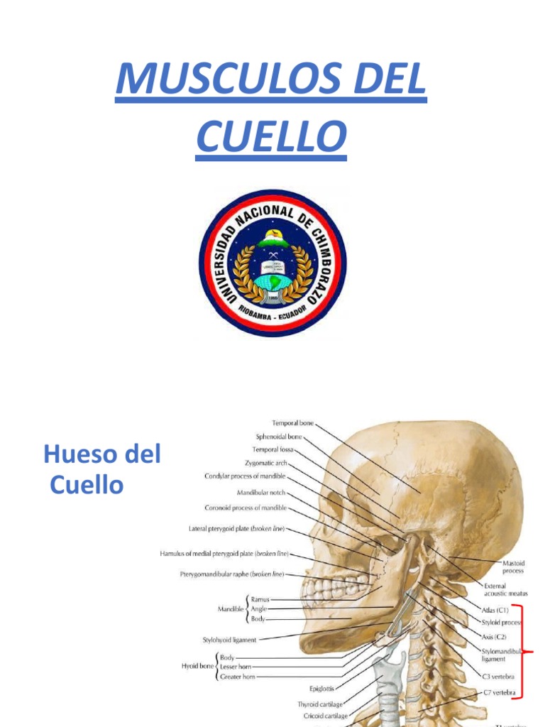 Anatomia de Musculos Del Cuello | PDF | Sistema esquelético | Cabeza y cuello humanos